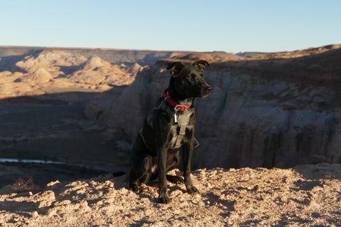 About Kevin Behan | Natural Dog Training