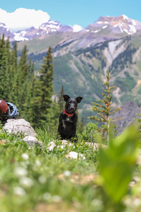 The Homunculus Fallacy | Natural Dog Training