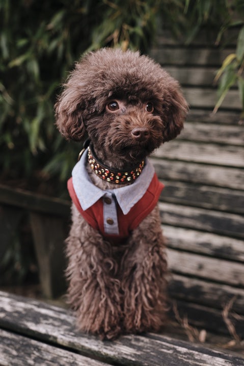 Natural Dog Training | The Official Website for the Theory and Practice ...